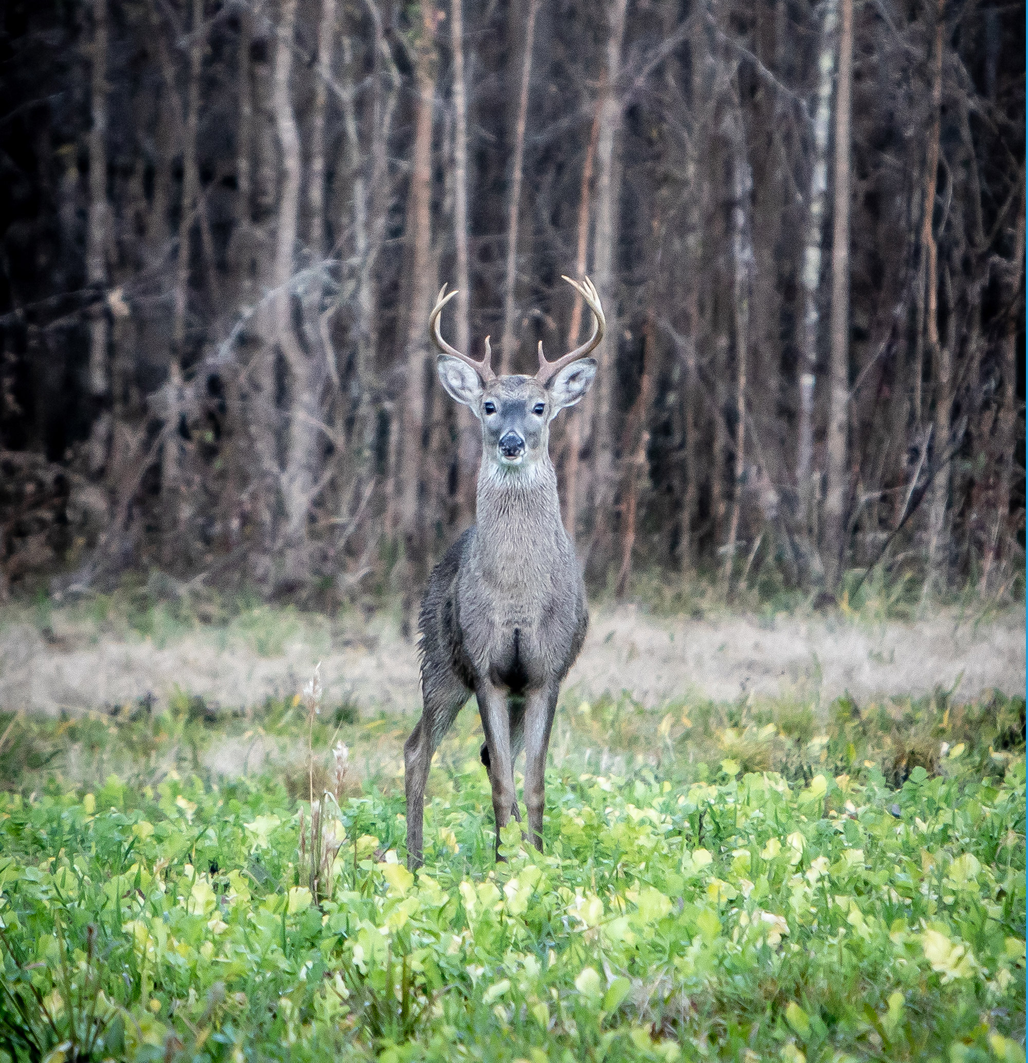 Antler Kitchen Bar | Toronto Local Wild & Foraged Restaurant