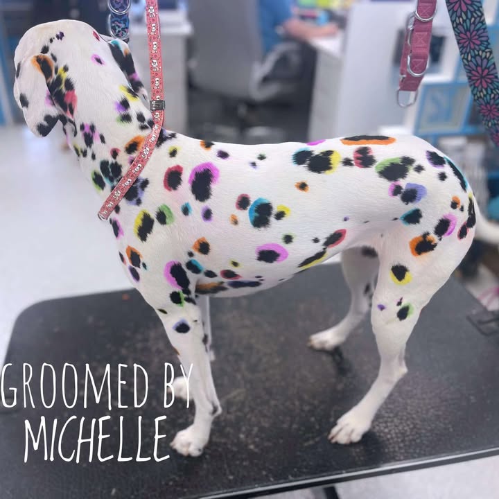 Michelle Hall Creative Grooming Artist in Duncannon, Pennsylvania