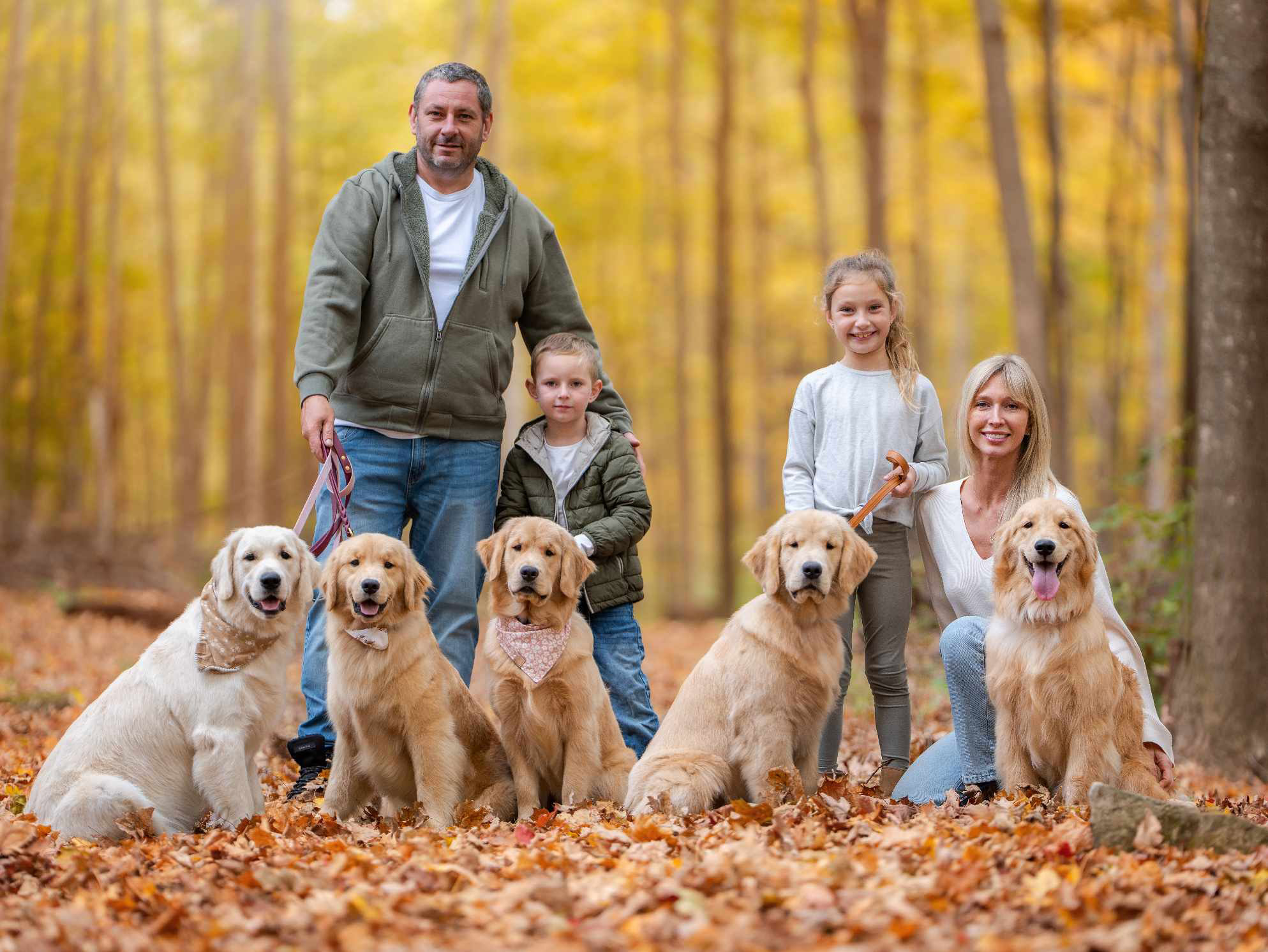 Golden Retriever Breeding in Ontario, Quebec | The Golden Farm