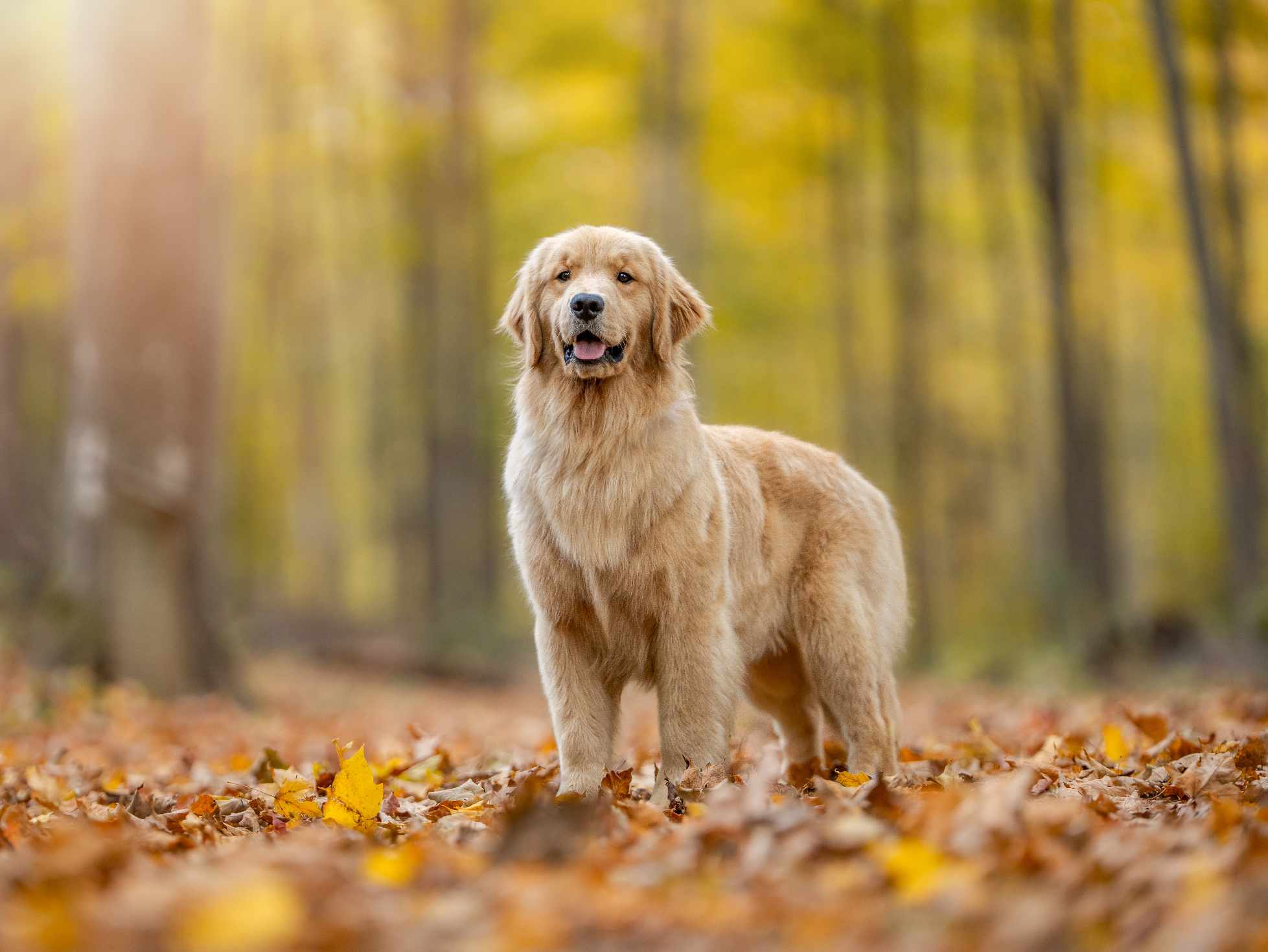 Golden Retriever Breeding in Ontario, Quebec | The Golden Farm