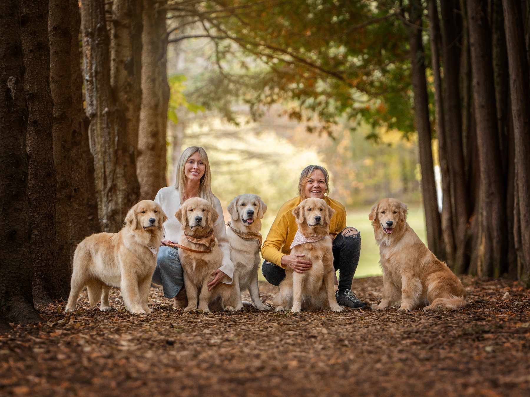 Golden Retriever Breeding in Ontario, Quebec | The Golden Farm