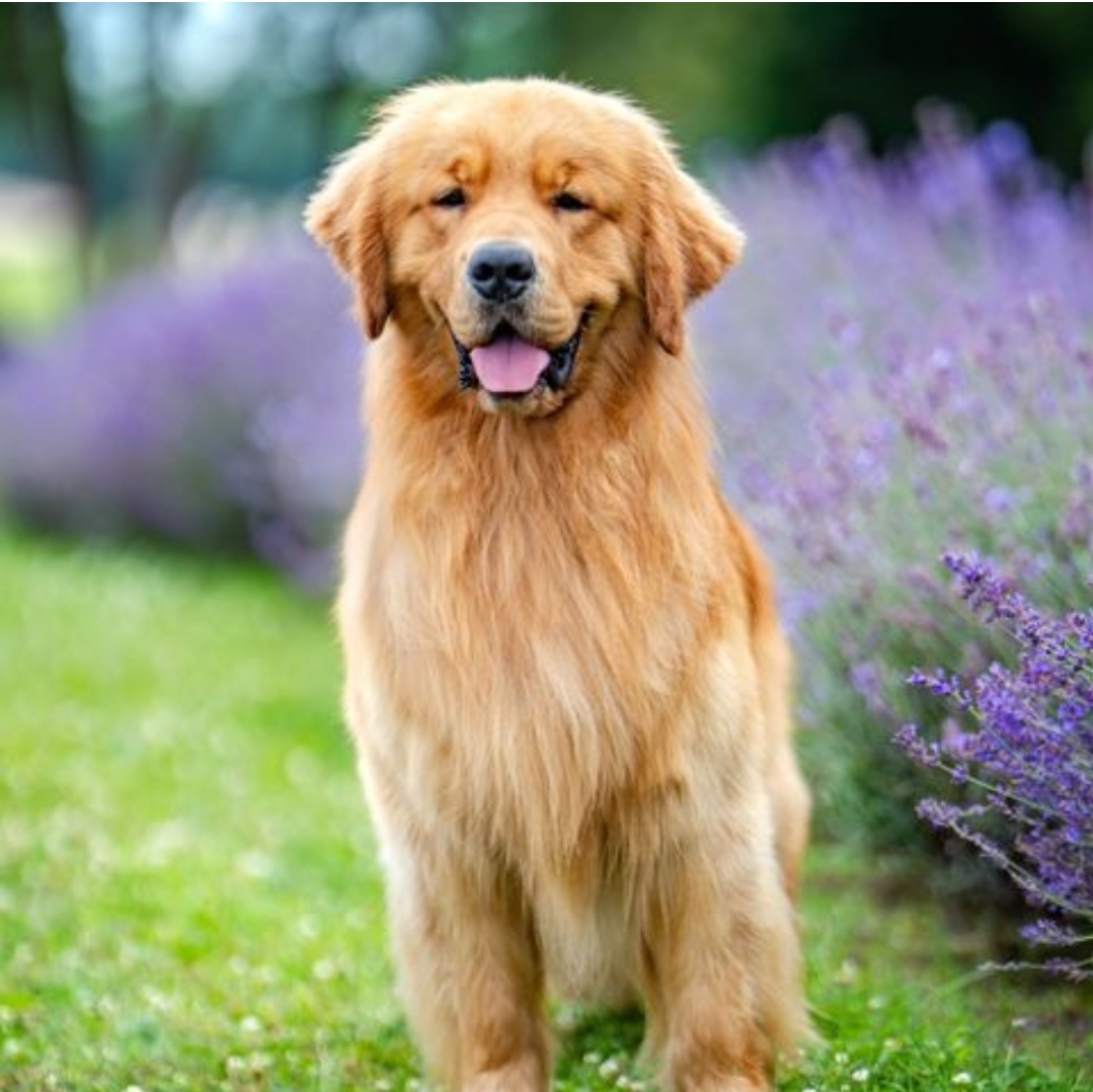 Adopt Mac | The Golden Farms