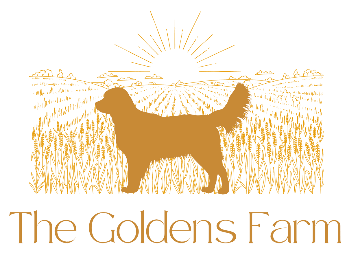 Golden Retriever Breeding in Ontario, Quebec | The Golden Farm