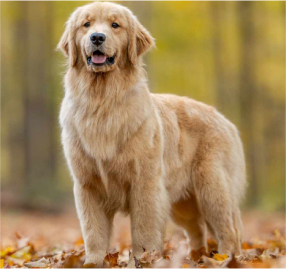 Golden Retriever Breeding in Ontario, Quebec | The Golden Farm
