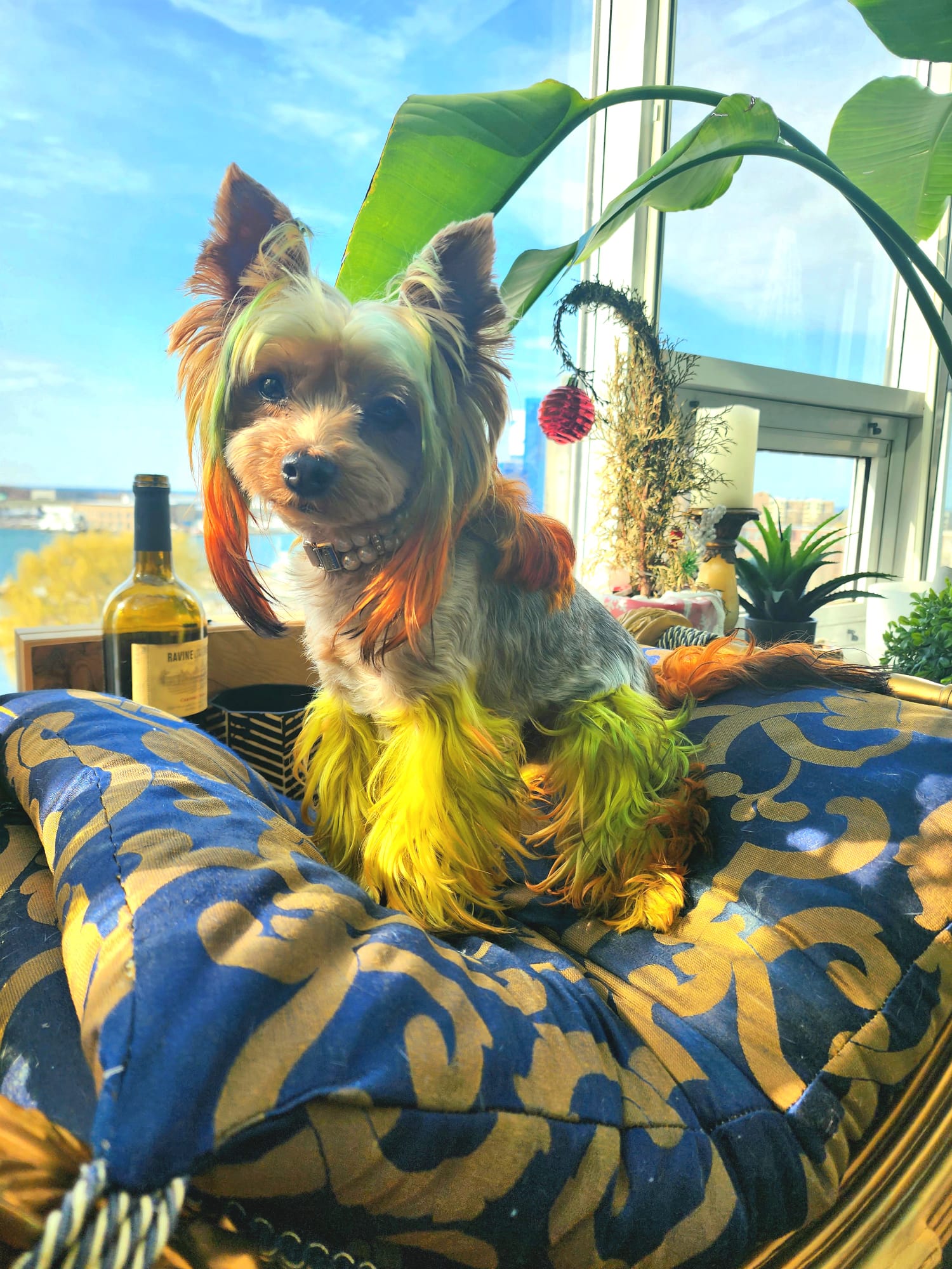 Creative Dog Grooming | Puppy Love Spa